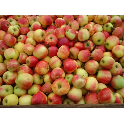 Appel elstar per stuk